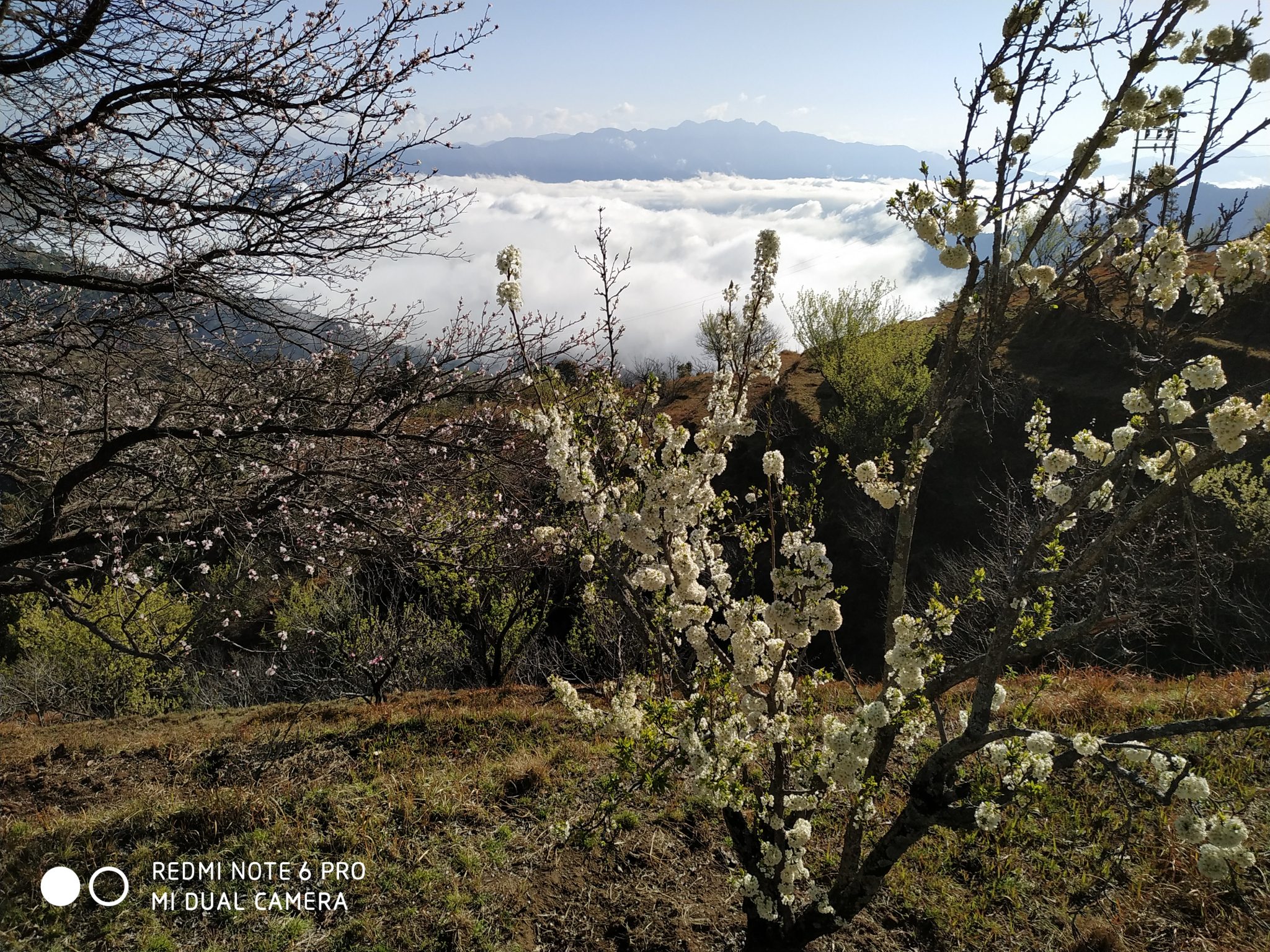 Best Hotel In Kanatal | In Apple Estate