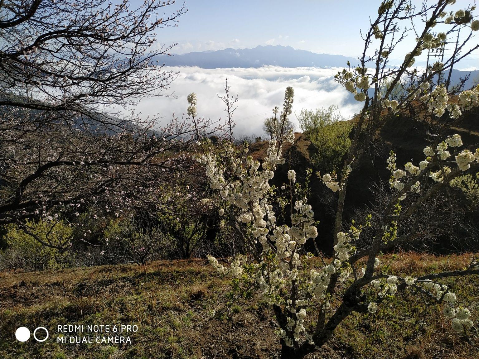 Best Resort In Kanatal | Kanatal Resort | In Apple Estate